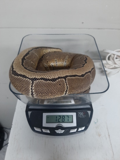 Pin Het Dg Ball Python by Dreambox Incubators