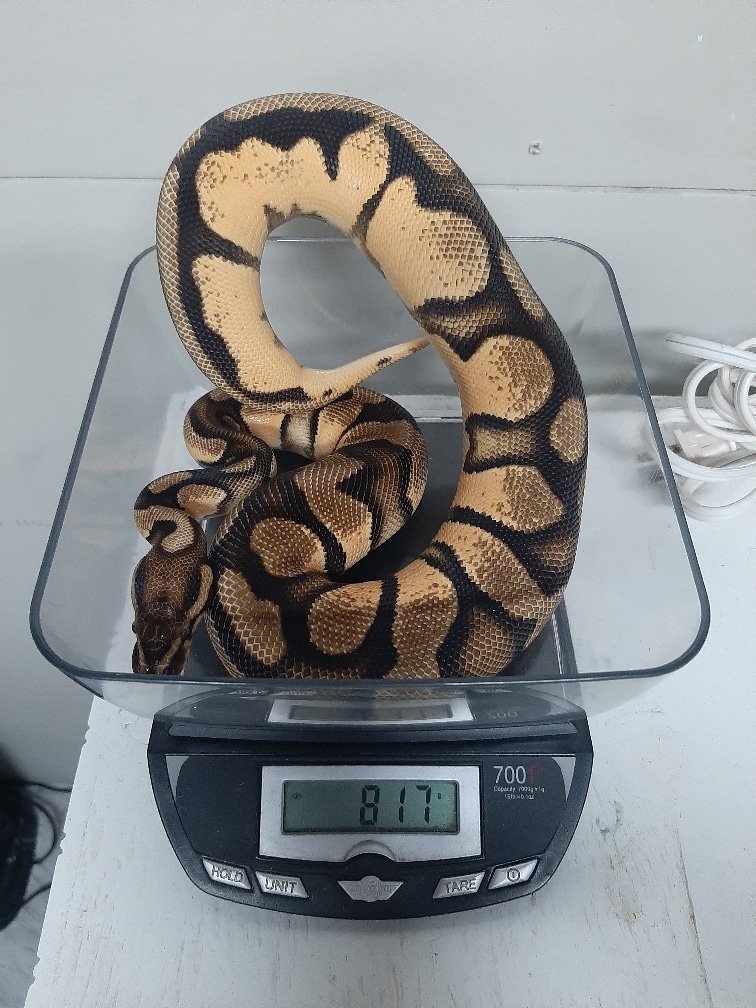 Super Od Het Pied Ball Python by Dreambox Incubators - MorphMarket