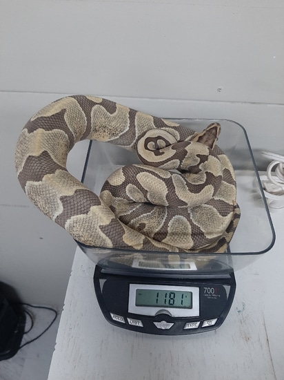 Enchi Dg Het Hypo Ball Python by Dreambox Incubators