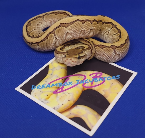 Butter Pin Het Dg Ball Python by Dreambox Incubators