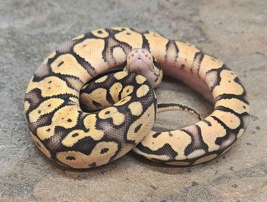 Super Pastel Het Dg Ball Python by Dreambox Incubators