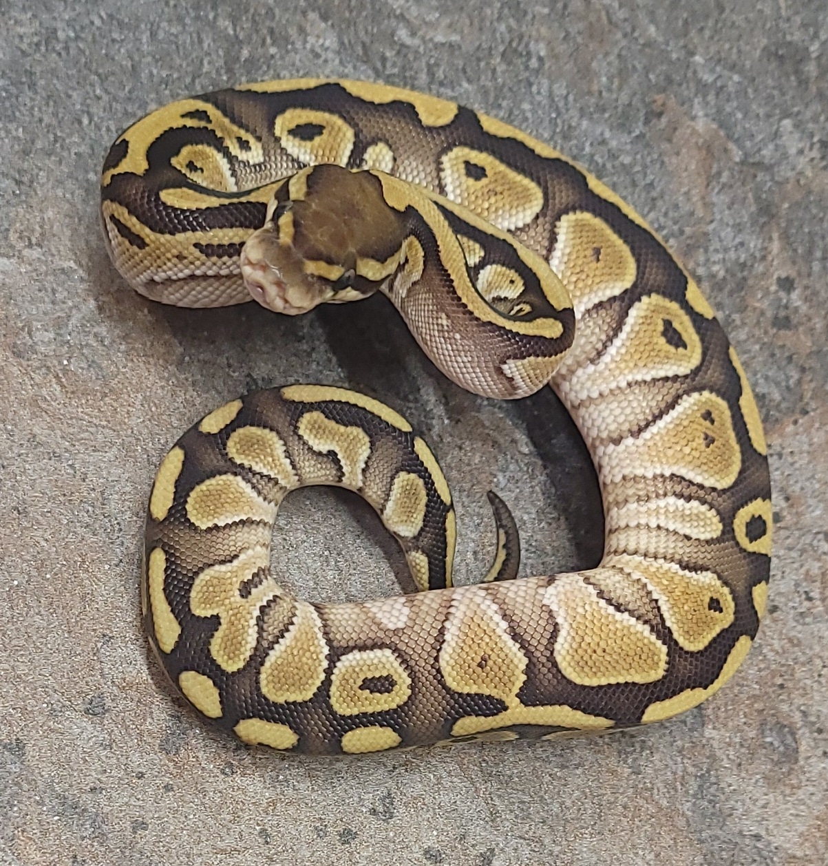 Butter Dh Dg Clown Ball Python by Dreambox Incubators - MorphMarket