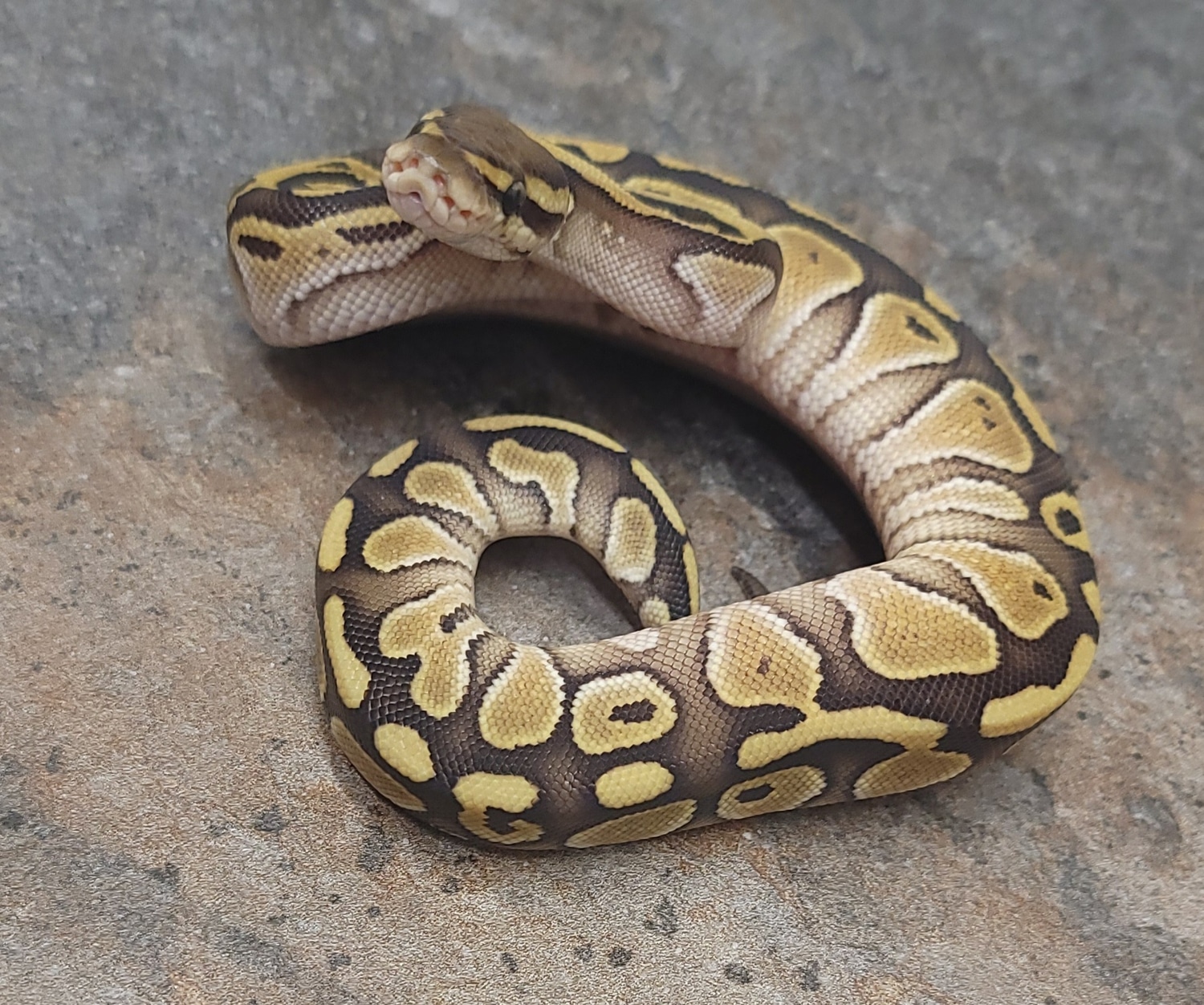 Butter Dh Dg Clown Ball Python by Dreambox Incubators - MorphMarket