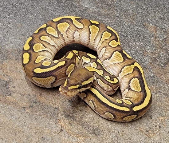 2022 Lesser Yb Ball Python by Dreambox Incubators