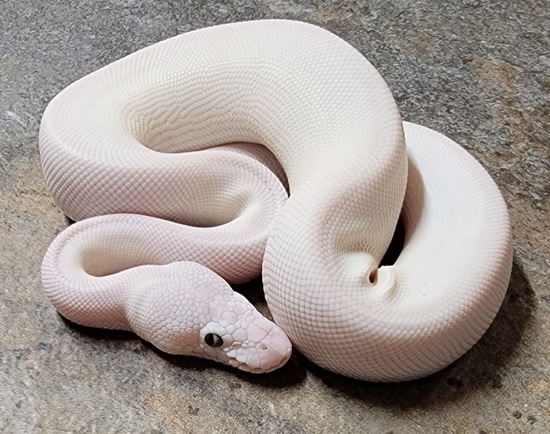 BEL Pos Pastel Het DG Boy Ball Python by Dreambox Incubators