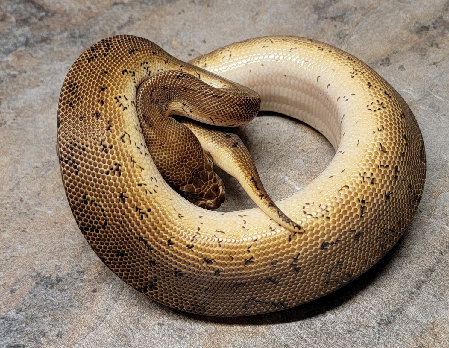 Pin Yb Clown Boy Ball Python by Dreambox Incubators - MorphMarket