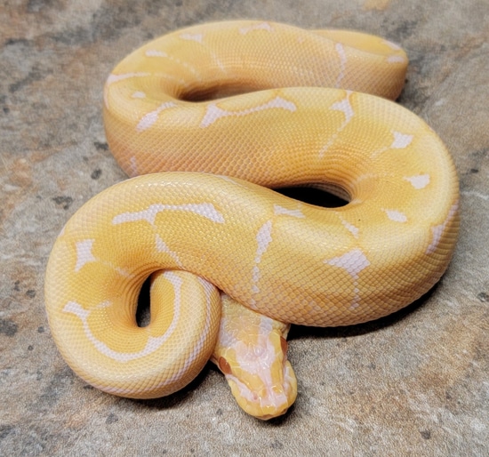 Albino Spider Ball Python by Dreambox Incubators