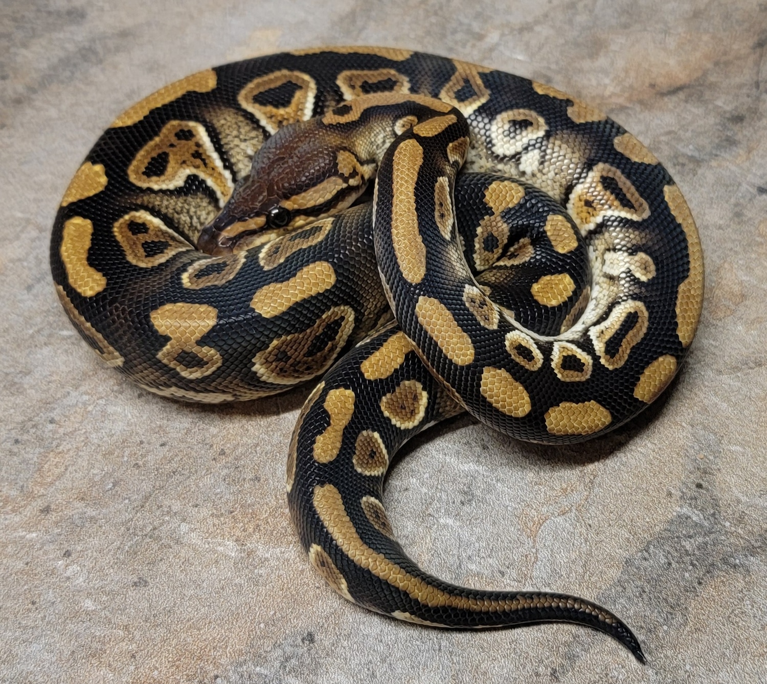 Wookie Yb 66% Het Clown Ball Python by Dreambox Incubators - MorphMarket