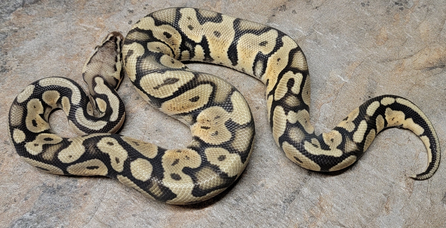Pastel Asphalt Hypo Ball Python by Dreambox Incubators - MorphMarket