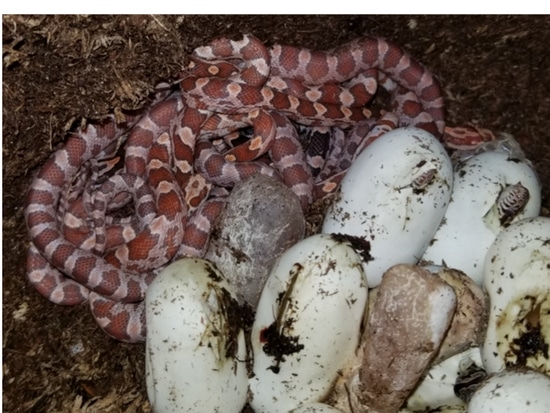 Just Hatched Reverse Albino Okeetee X Hypo Blood Red Corn Snake by Clif ...