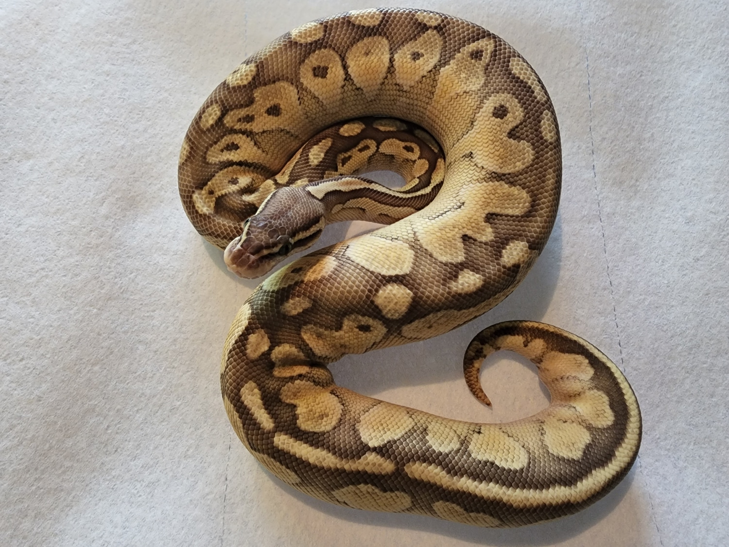 Female Pastel Butter Ball Python by Norseman Dragons & Serpents ...