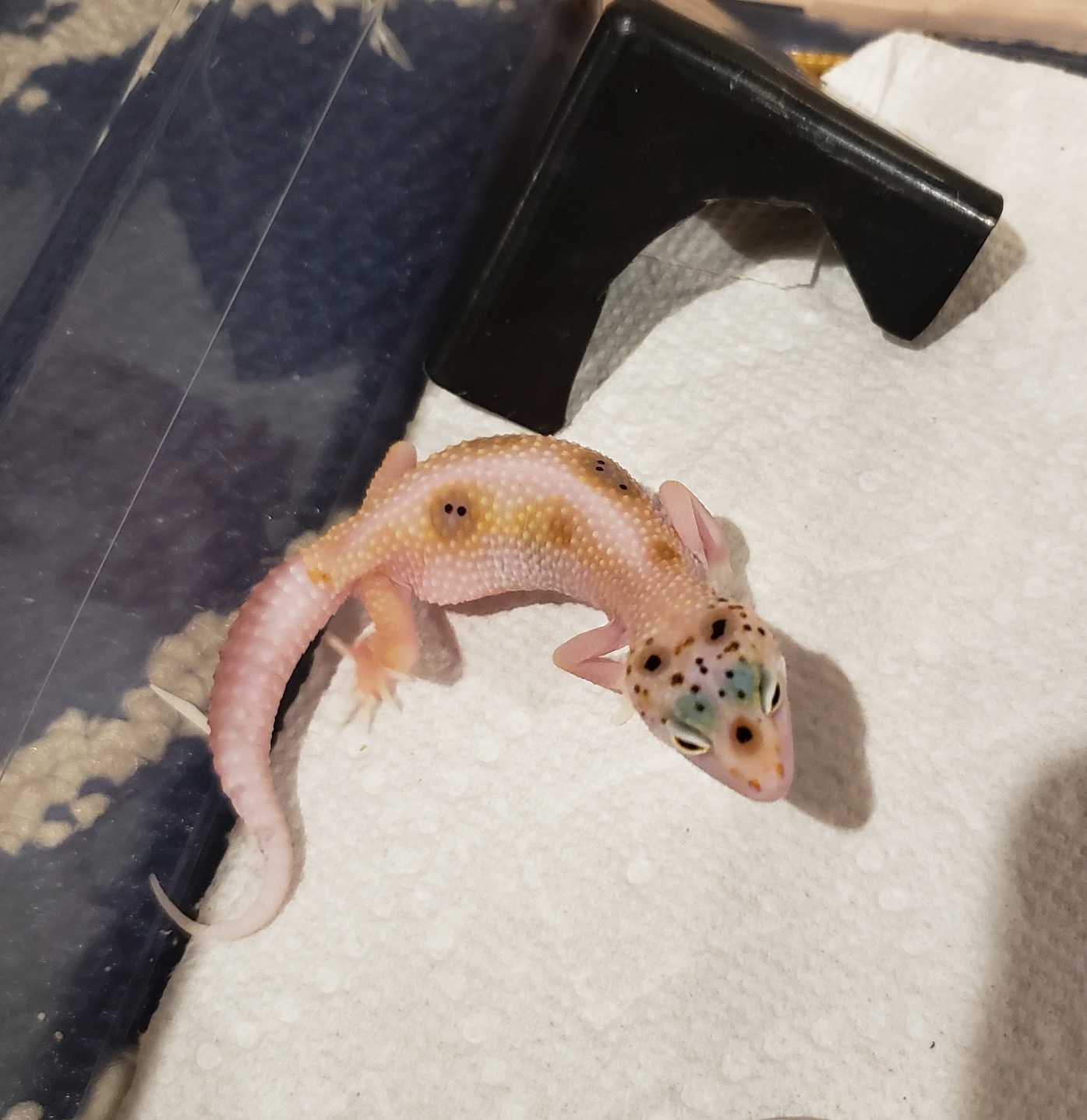 TSF Enigma Ph Eclipse Ph Murphy Patternless Possible Mack Snow Leopard ...