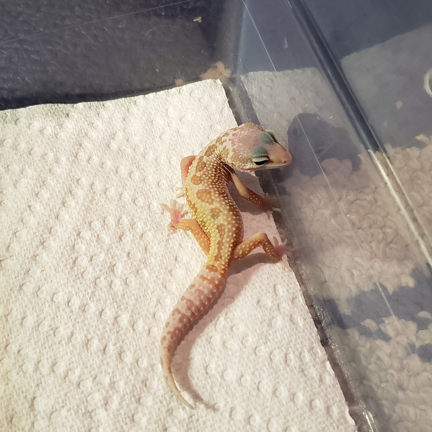 TSF Black Night Murphy Patternless Cross 100% Het Eclipse Pos Het ...