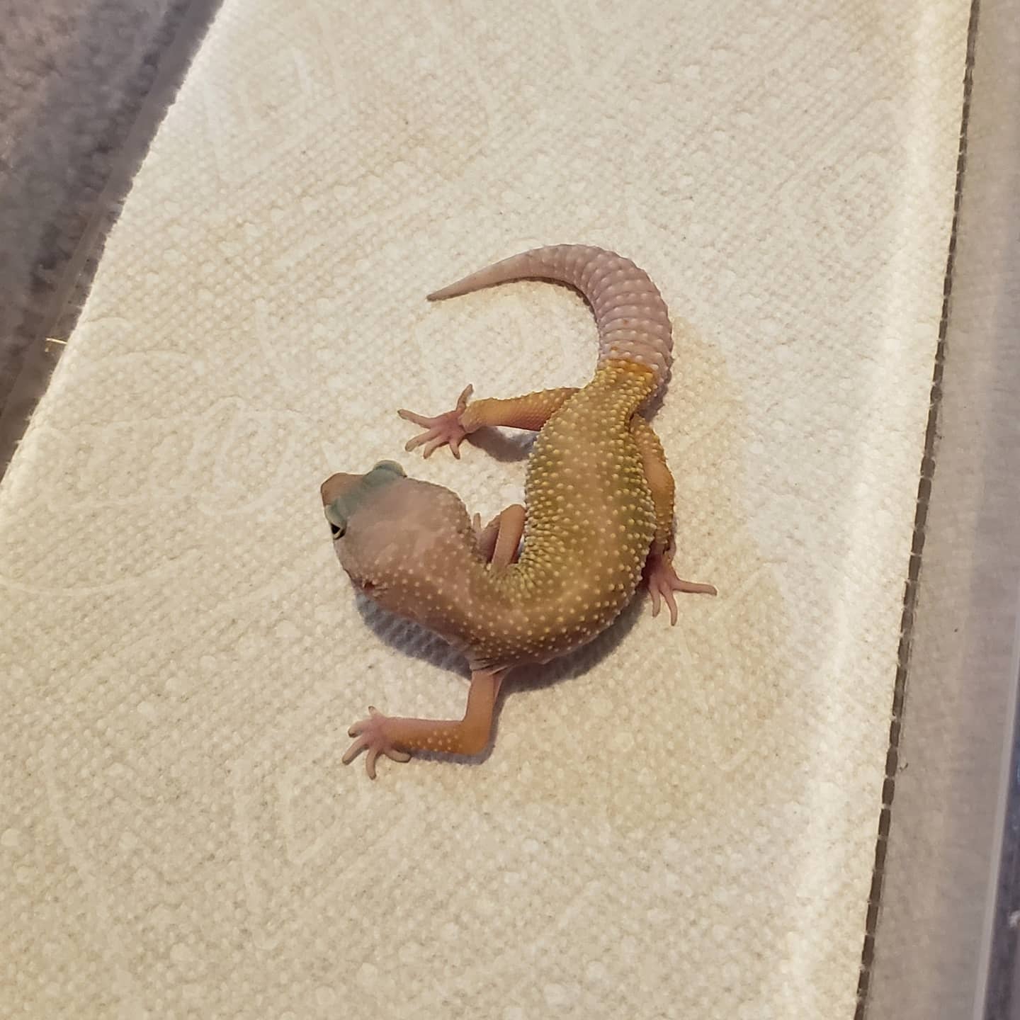 TSF Black Night Murphy Patternless Cross 100% Het Eclipse Pos Het ...