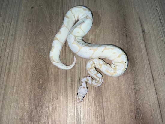 Pastel Coral Glow GHI Spider Axanthic VPI Ball Python by Northcoast ...