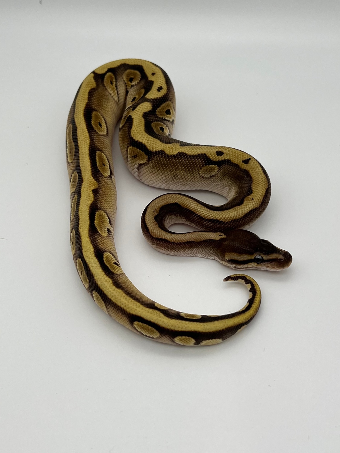 Hidden Gene Woma Mojave Yellow Belly Ball Python by Northeast Morphs ...
