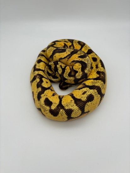 Pastel HGW YB Enchi Poss Hurricane Ball Python by Northeast Morphs