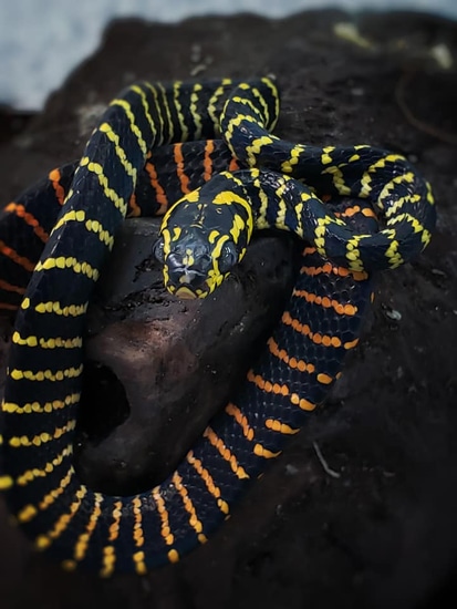 Boiga Dendrophila Gemmicincta More Colubrid by Northern Lights Reptile ...