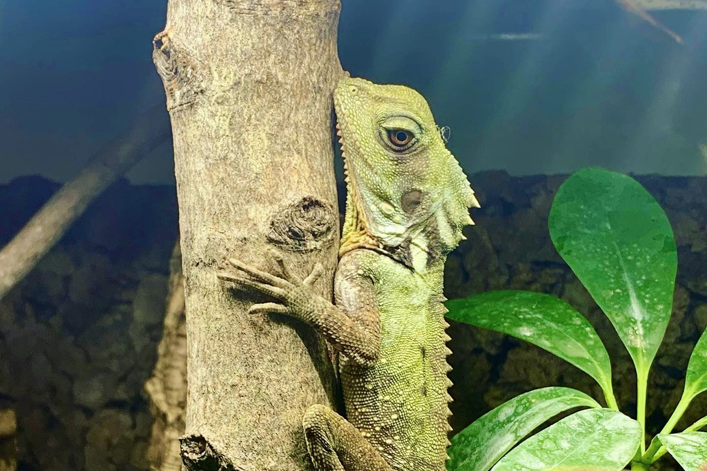 EUCBB23 Boyd's Forest Dragons More Lizard by Northern Lights Reptile ...