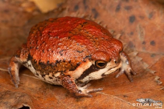 Breviceps Mossambicus Red And Yellow Other Frog by Northern Lights ...