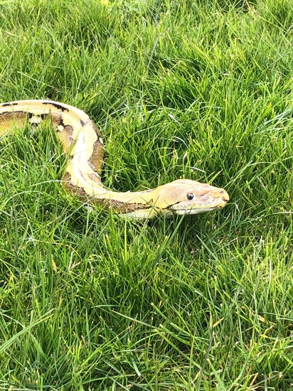 62.5% Platinum Tiger Het White Phase Reticulated Python by Northern ...