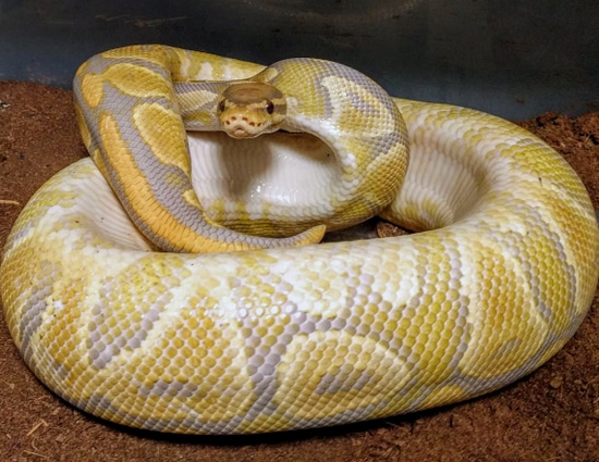 Stunning Caramel Glow Ball Python by Northern Regius Reptiles LLC