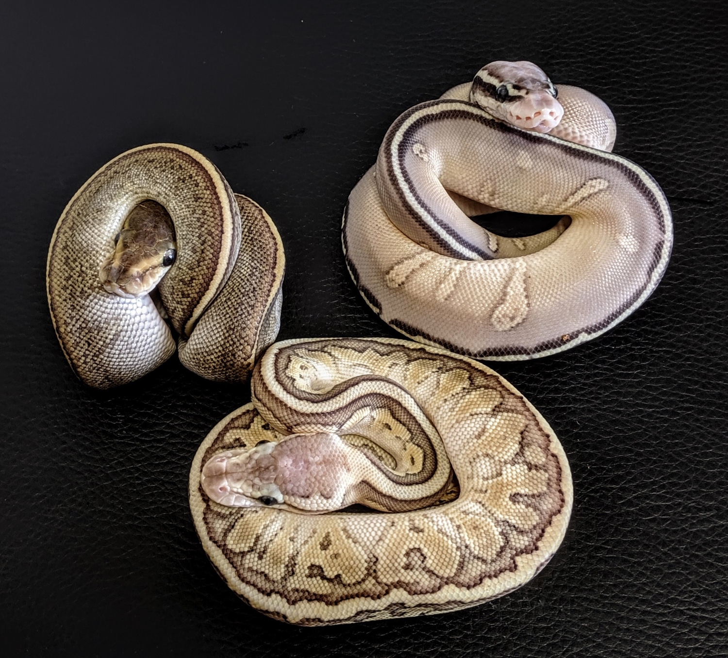 Stranger Chocolate Butter Pinstripe Ball Python by Northern Regius ...