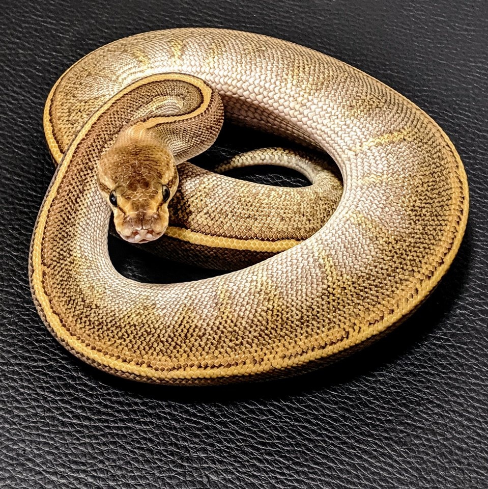 Stranger Chocolate Butter Pinstripe Ball Python by Northern Regius ...