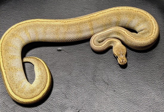 Stranger Chocolate Butter Pinstripe Ball Python by Northern Regius ...