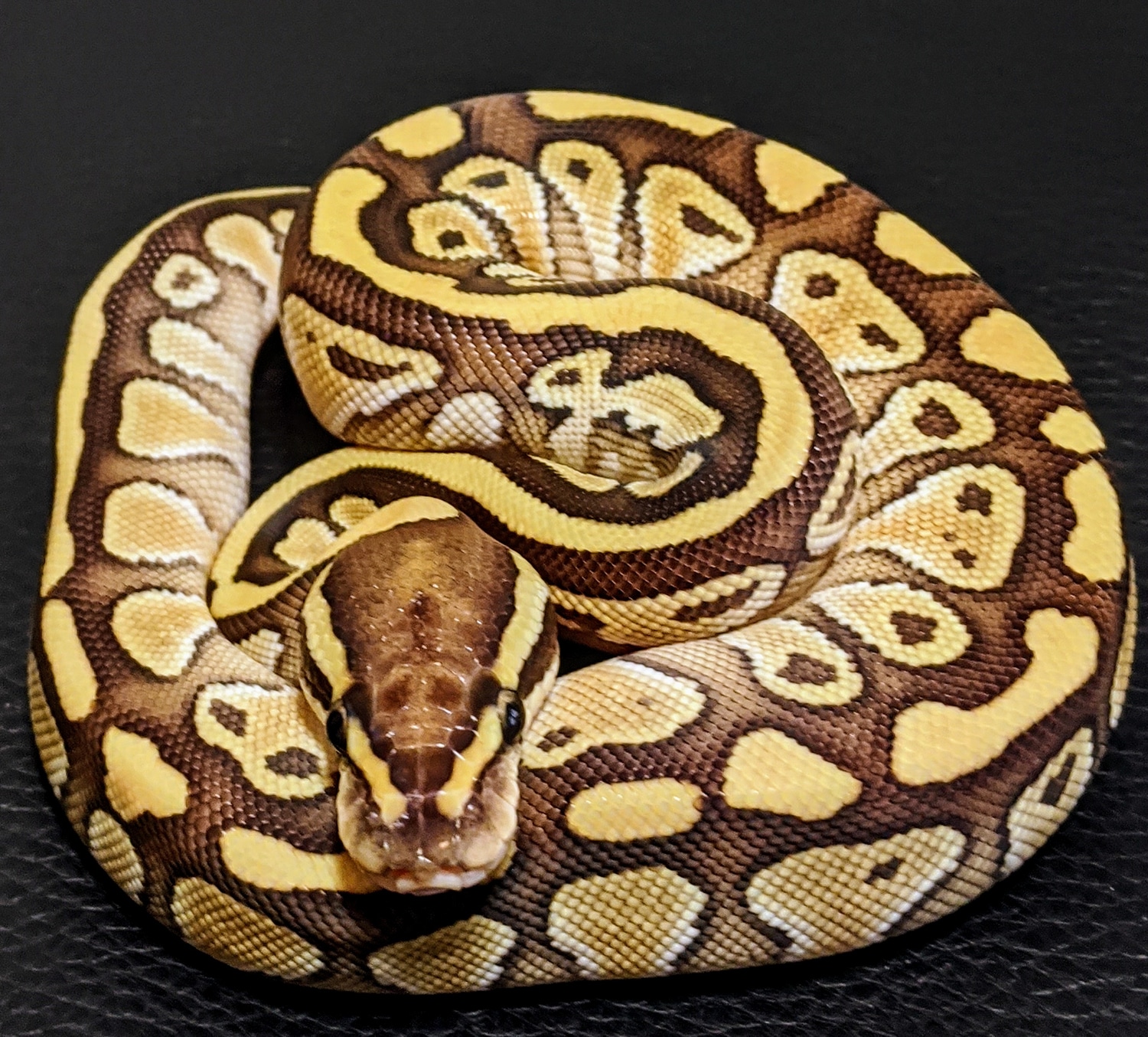 Lesser Het Clown POS Het Orange Ghost Ball Python by Northern Regius ...