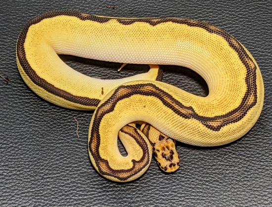 Super OD Blade Clown Ball Python by Northern Regius Reptiles LLC