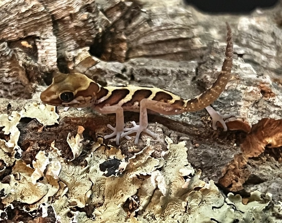 Stripe Pictus Gecko HD 2/13/24 More Gecko by Northern Scales Reptiles