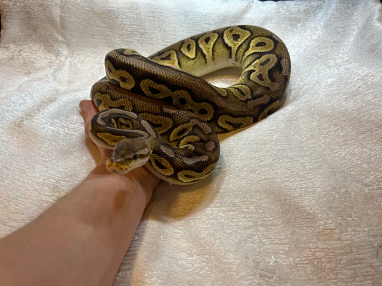 Pewter Het Desert Ghost Ball Python by Northern Tier Exotics