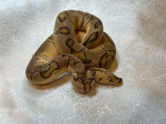 Citrus Pastel Enchi Clown Ball Python by Northern Tier Exotics