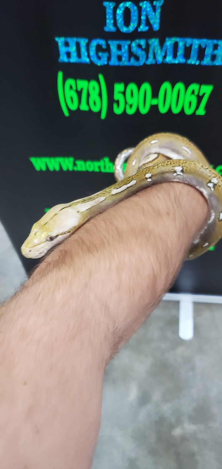 Orange Ghost Stripe Reticulated Python by North Georgia Exotics ...