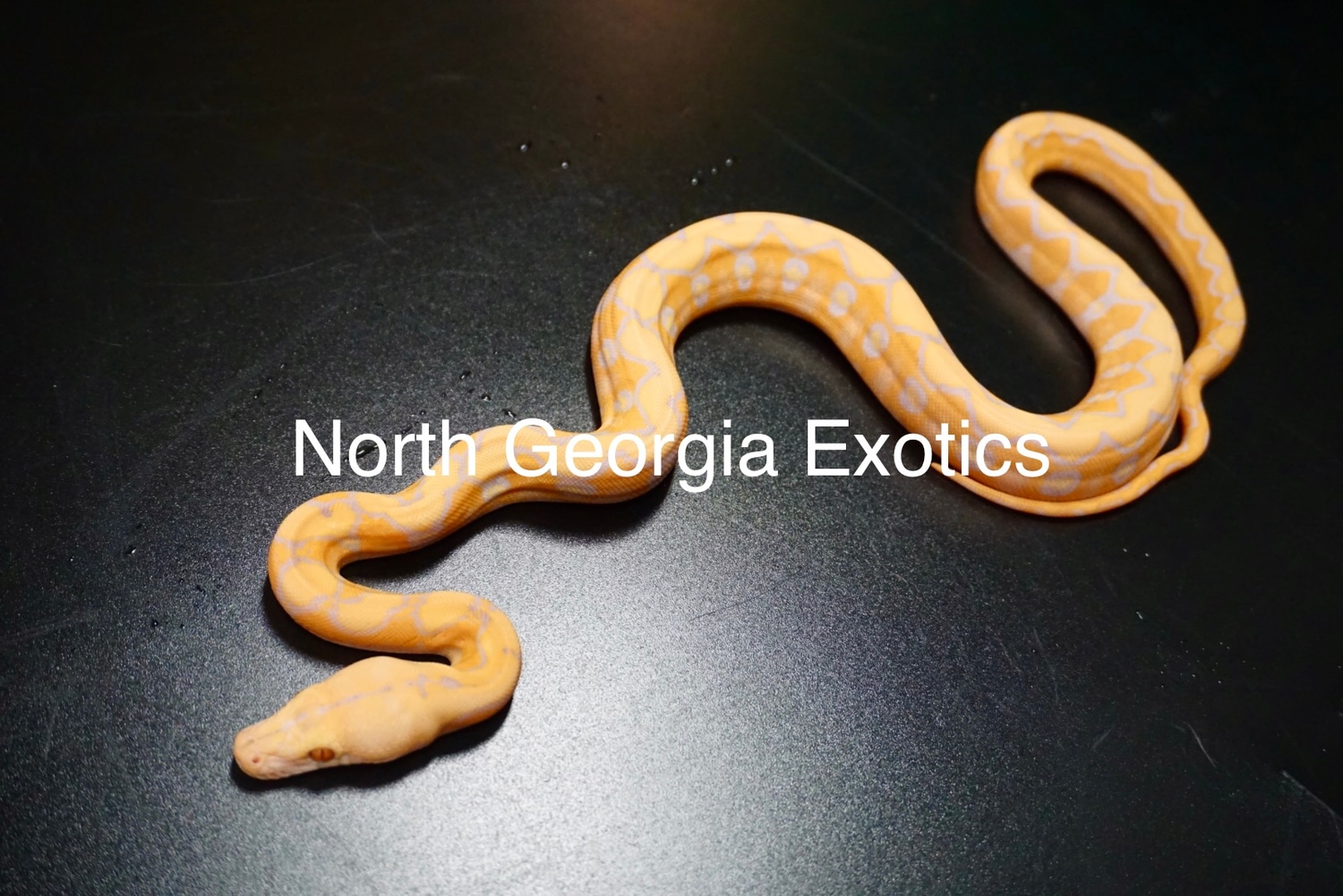 Lavender Sunfire Reticulated Python by North Georgia Exotics - MorphMarket