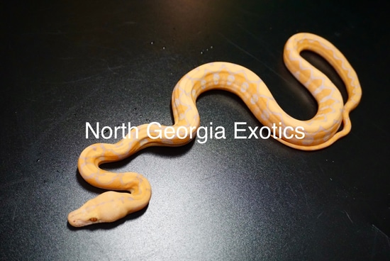 Lavender Sunfire Reticulated Python by North Georgia Exotics