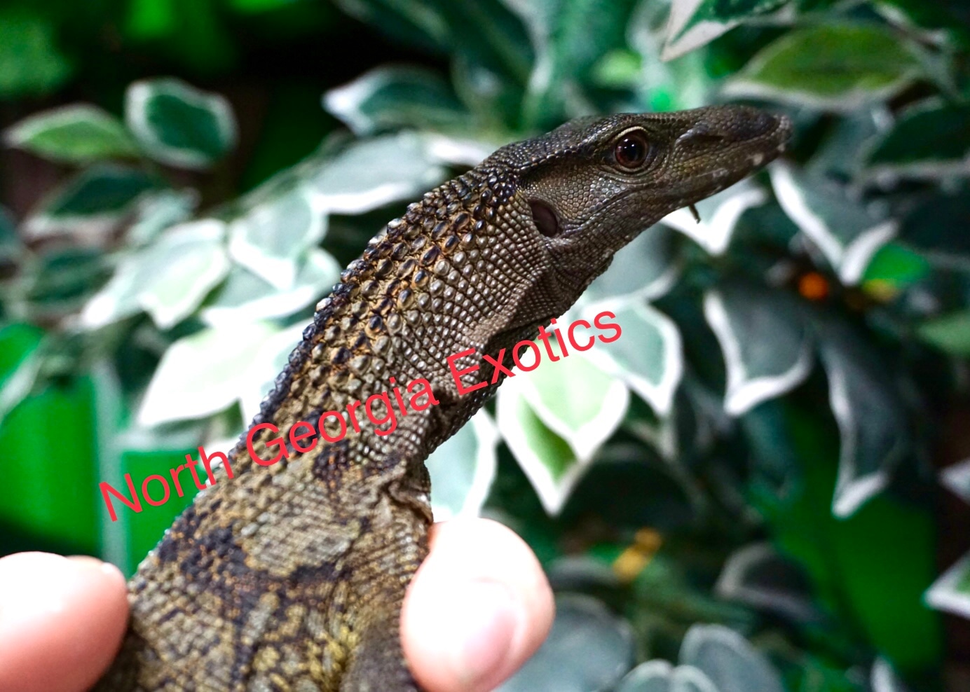 Black Roughneck Monitor by North Georgia Exotics - MorphMarket