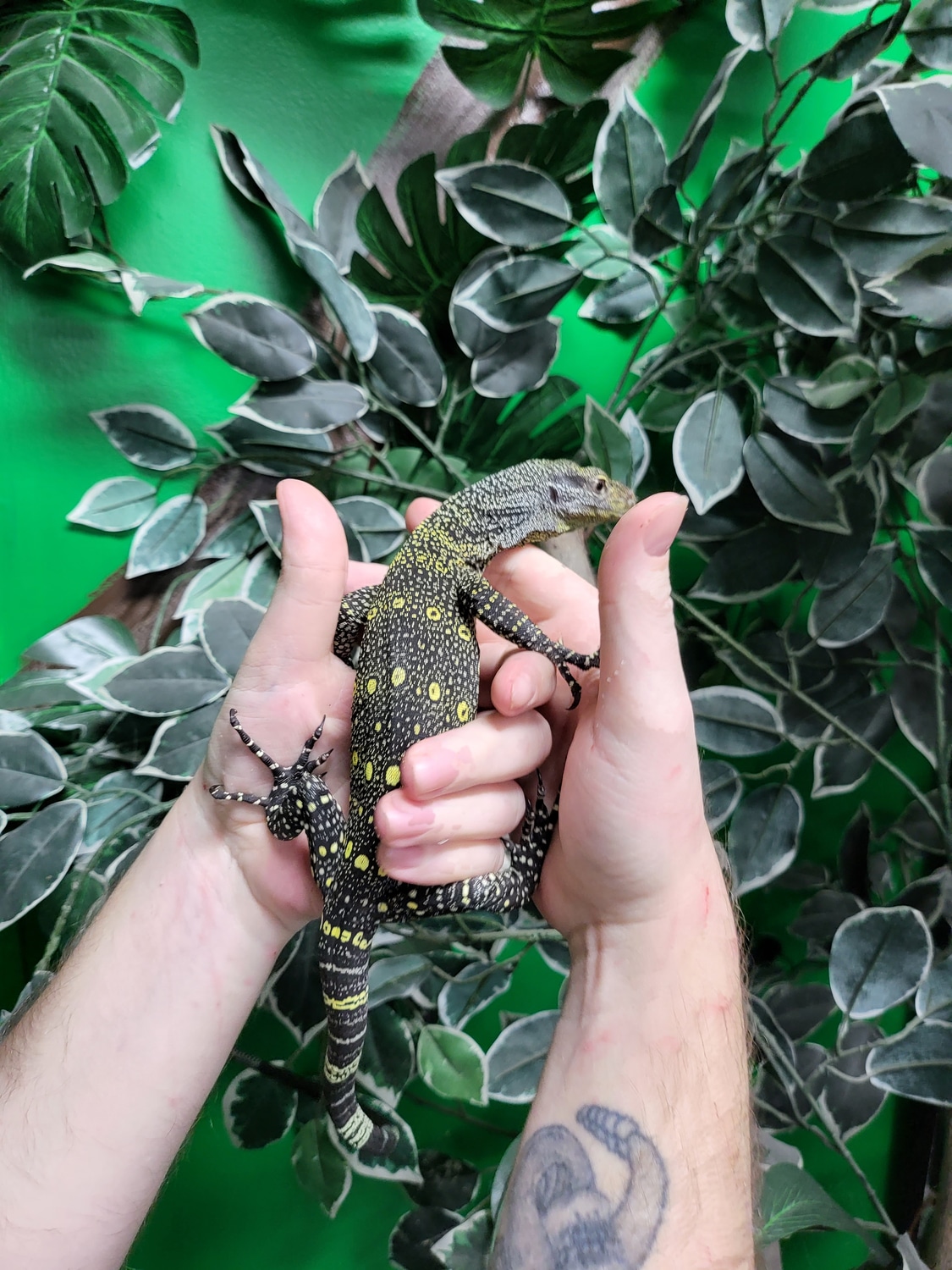 Crocodile Monitor by North Georgia Exotics - MorphMarket