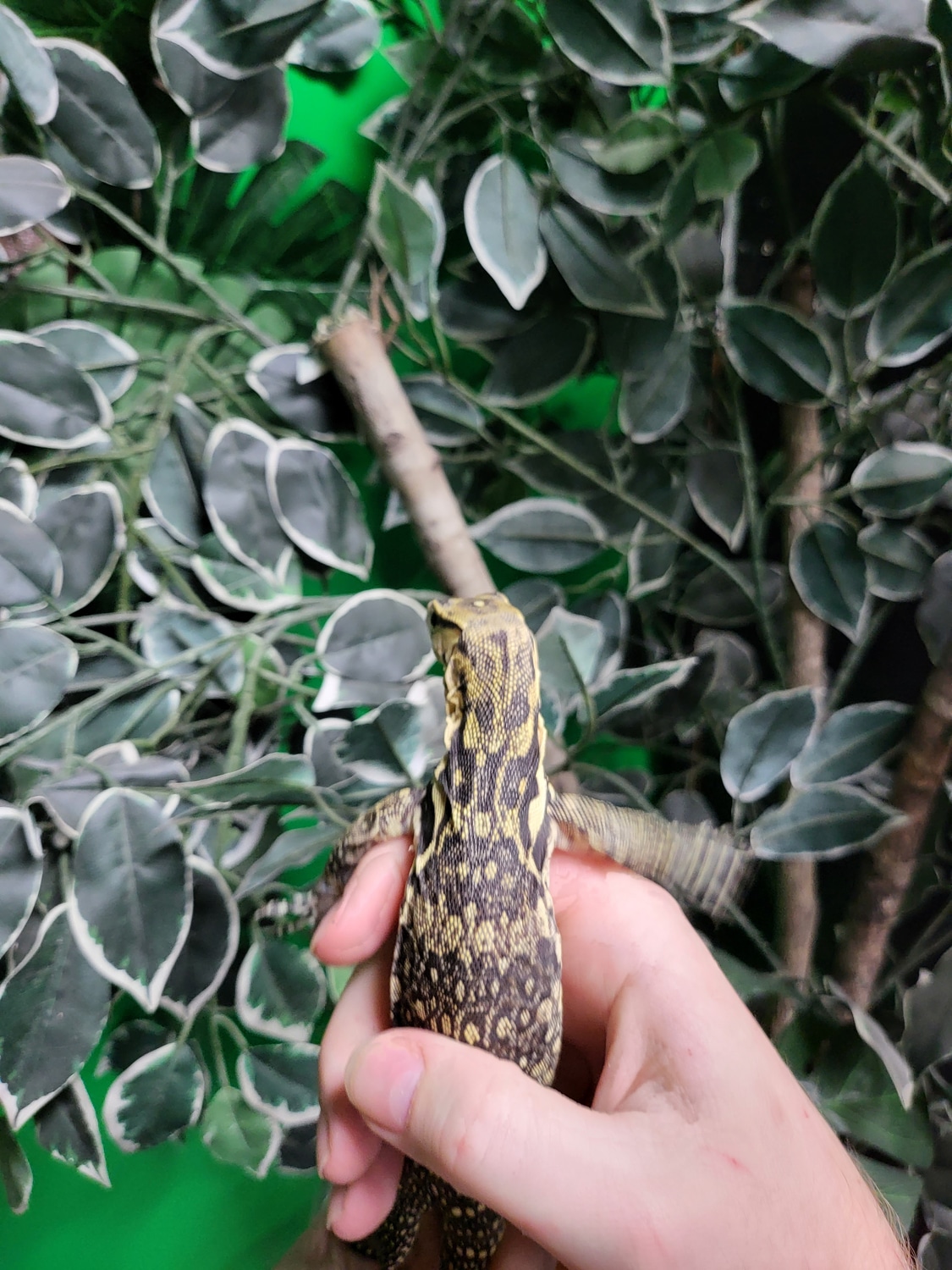 Sumbawa Water Monitor by North Georgia Exotics - MorphMarket