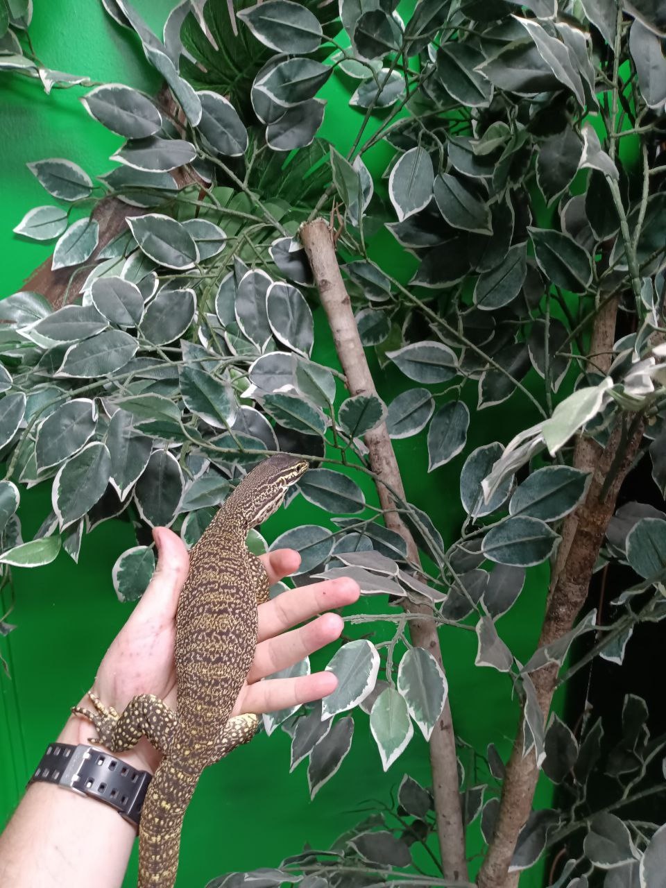 Argus Monitor Other Monitor by North Georgia Exotics - MorphMarket