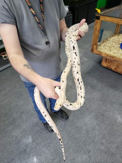 Goldenchild Cow Reticulated Python by North Georgia Exotics