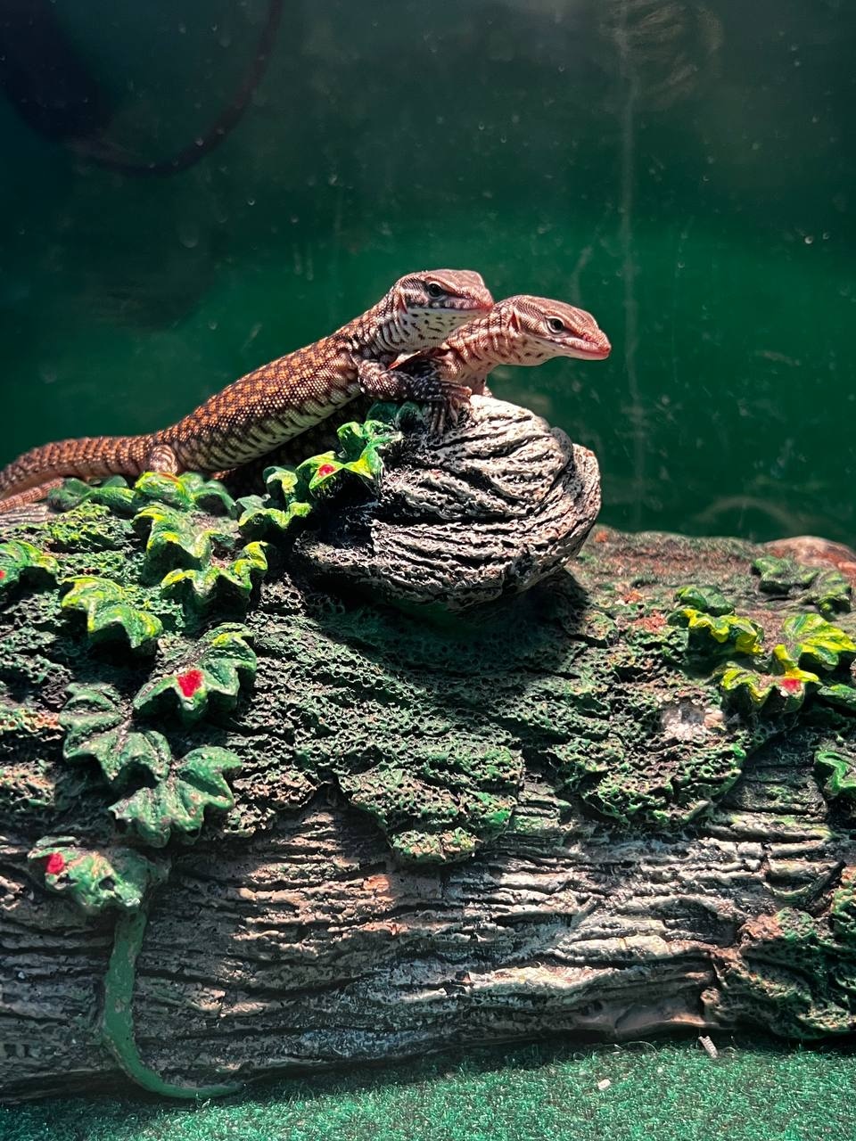 Red Ackie Monitors by North Georgia Exotics - MorphMarket