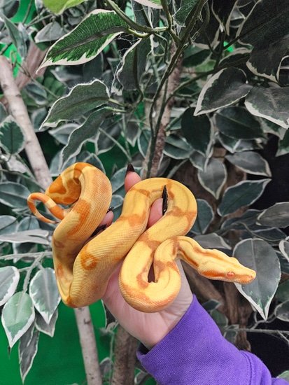 Sunglow Purple Boa Boa Constrictor by North Georgia Exotics