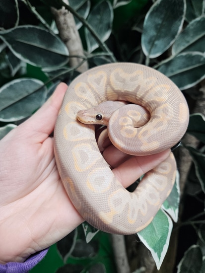 Banana Cinnamon Ball Python by North Georgia Exotics