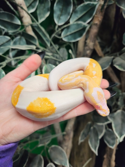 Albino Pied Ball Python by North Georgia Exotics