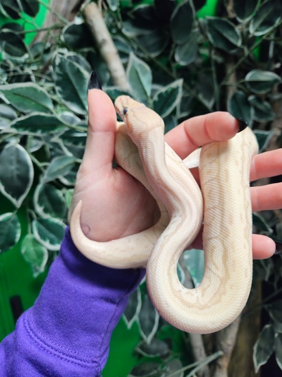 Banana Jigsaw Ball Python by North Georgia Exotics