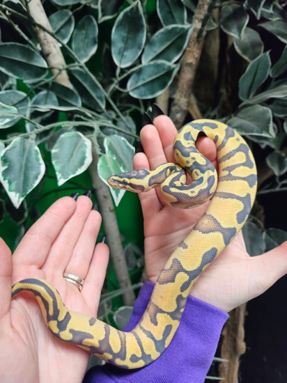 Enchi Ghost Pastel Ball Python by North Georgia Exotics