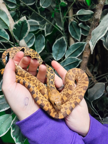 Red Bull Snake Bullsnake by North Georgia Exotics