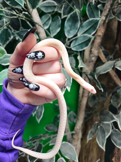 Albino Gopher Snake by North Georgia Exotics